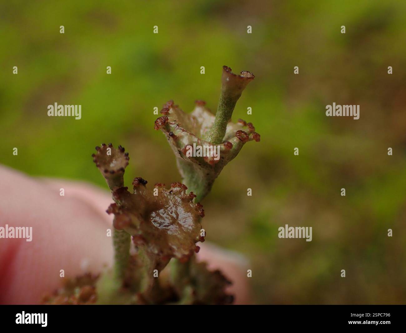 Ladder Lichen (Cladonia verticillata), Fungi, Strathcona, BC, Canada ...