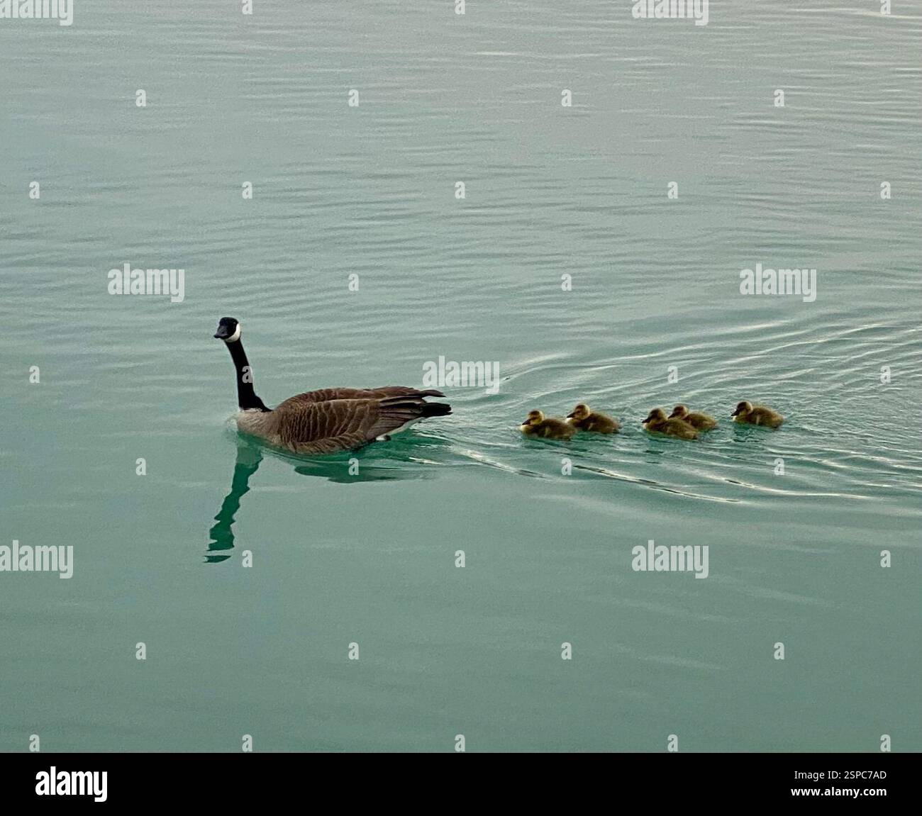 Canada Goose (Branta canadensis), Aves, Montrose Harbor, Chicago, IL ...