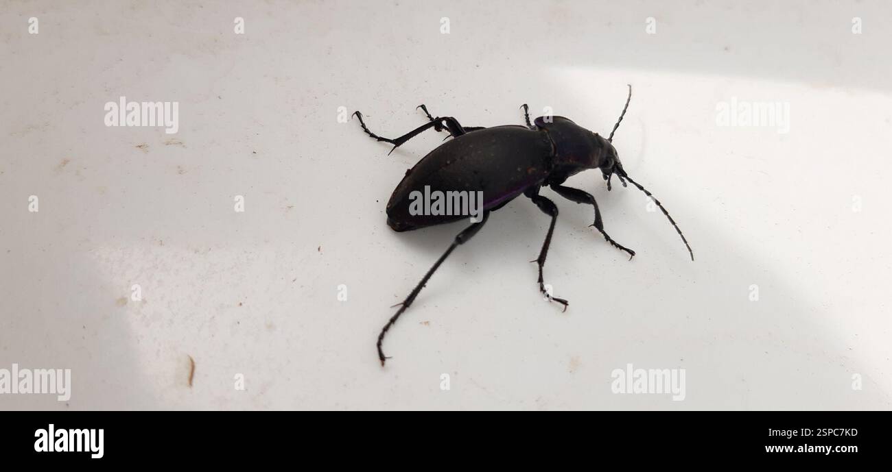 Violet ground beetle (Carabus violaceus), Insecta, Bree Close, Allesley ...