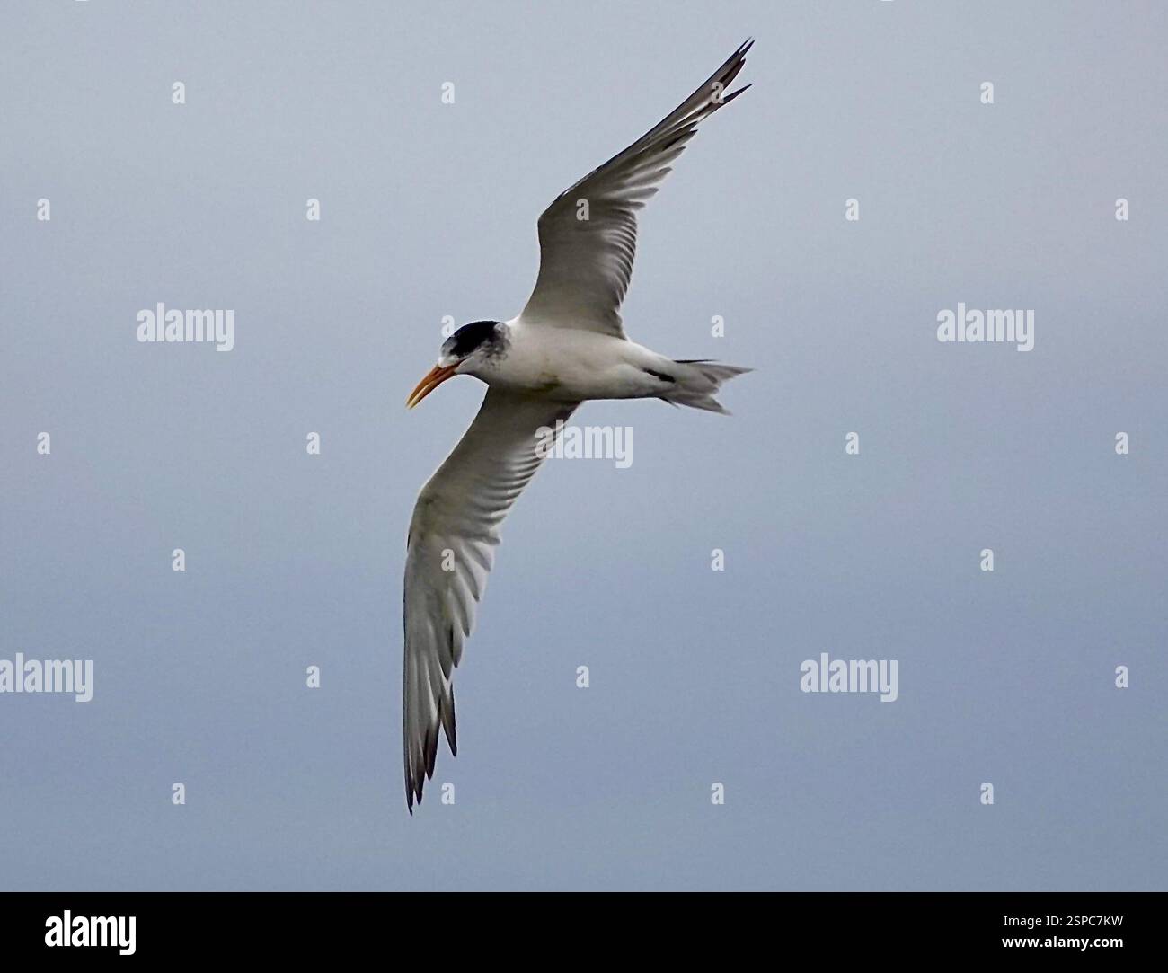 Great Crested Tern (Thalasseus bergii), Aves, Lake Borrie Outer Rd W ...