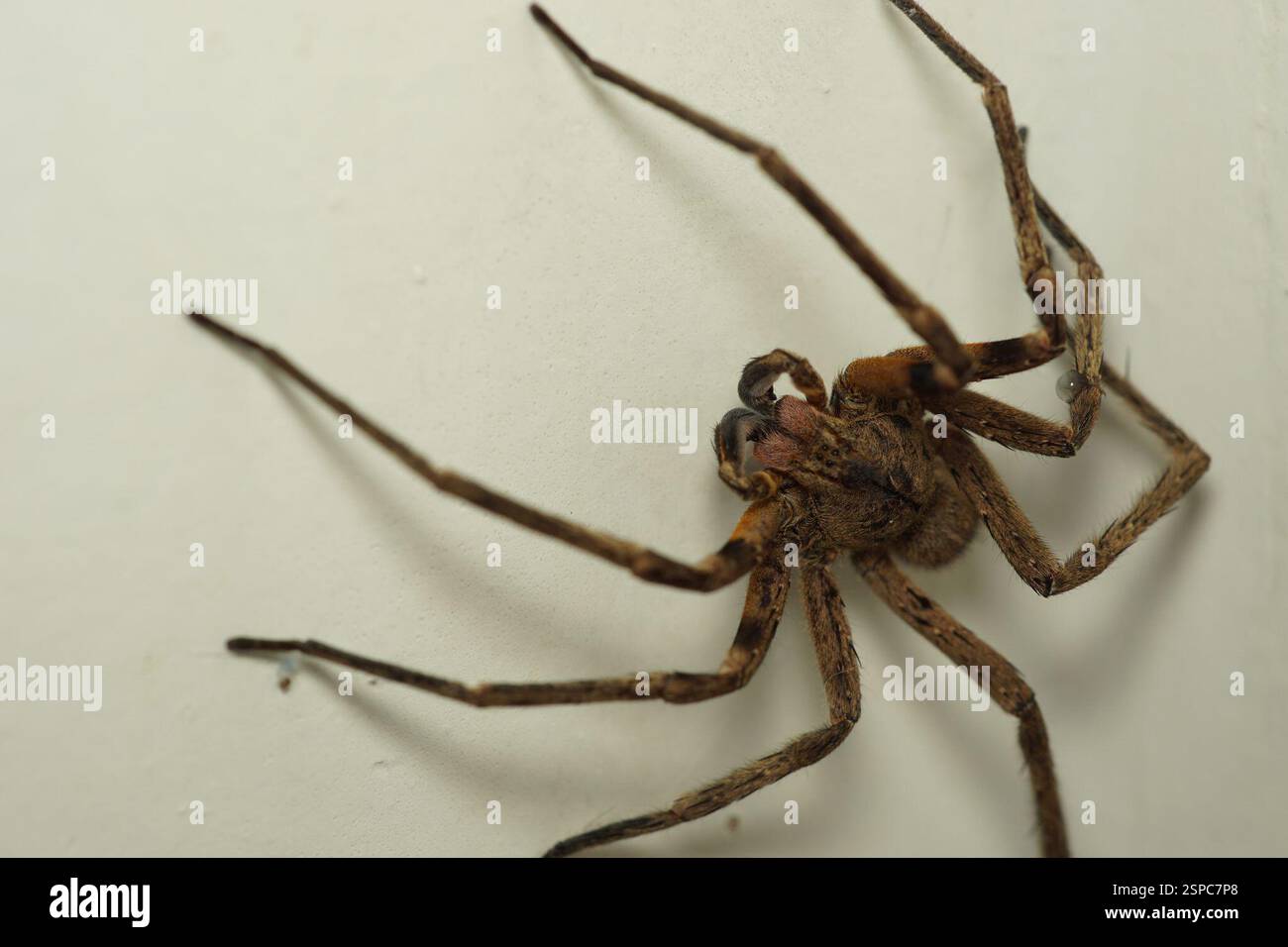 Brazilian Wandering Spiders (Phoneutria), Arachnida, Irati, PR, 84500 ...
