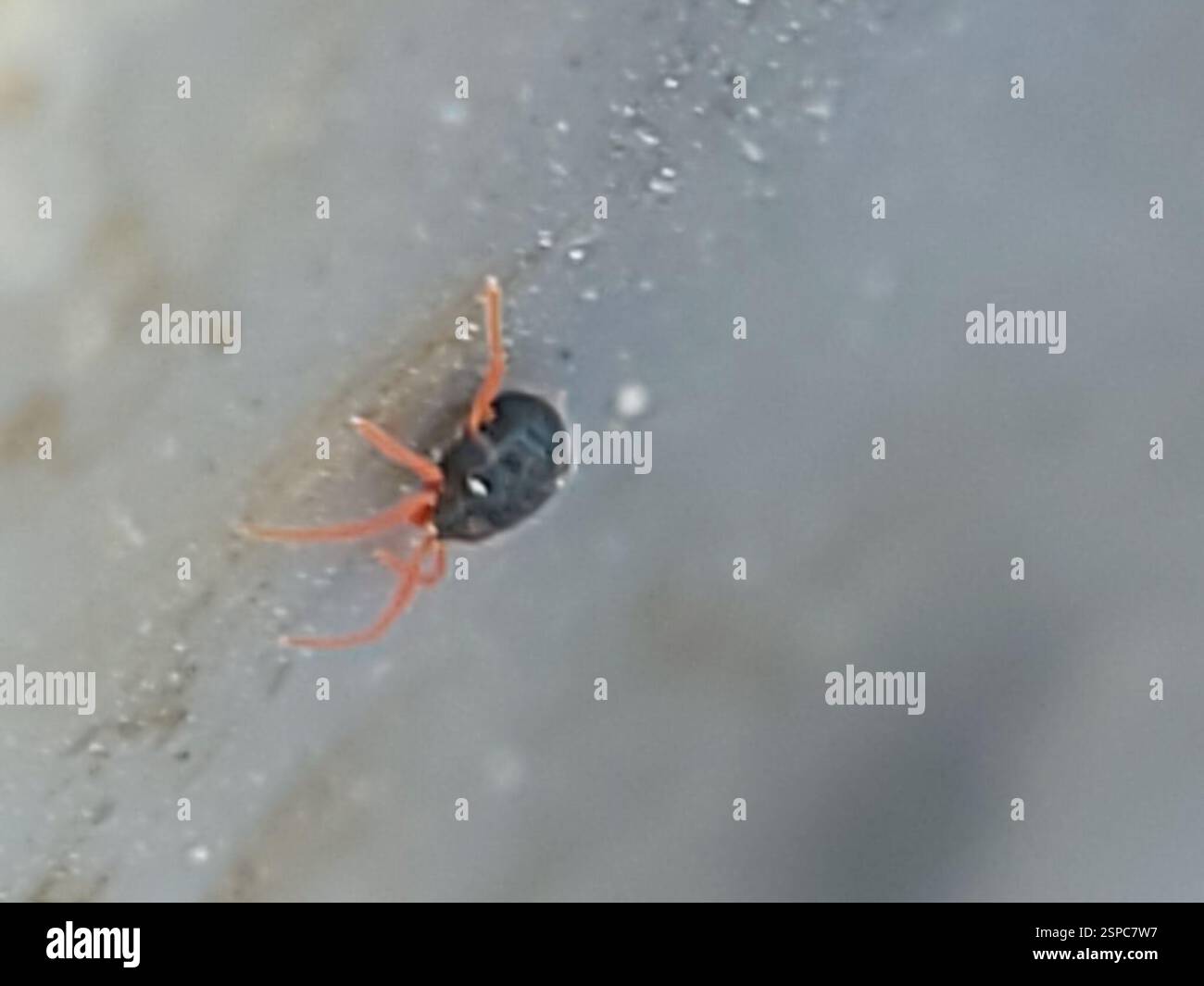 Blue Oat Mite (Penthaleus major), Arachnida, Cupertino, CA, USA Stock ...