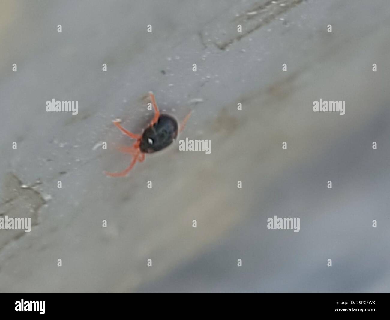 Blue Oat Mite (Penthaleus major), Arachnida, Cupertino, CA, USA Stock ...