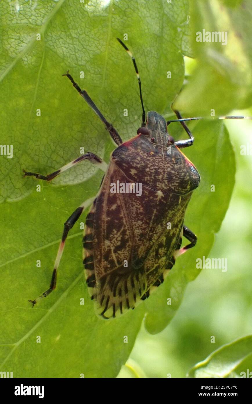 (Halyomorpha), Insecta, Sabiepark, Sabie Park, 1260, South Africa Stock ...