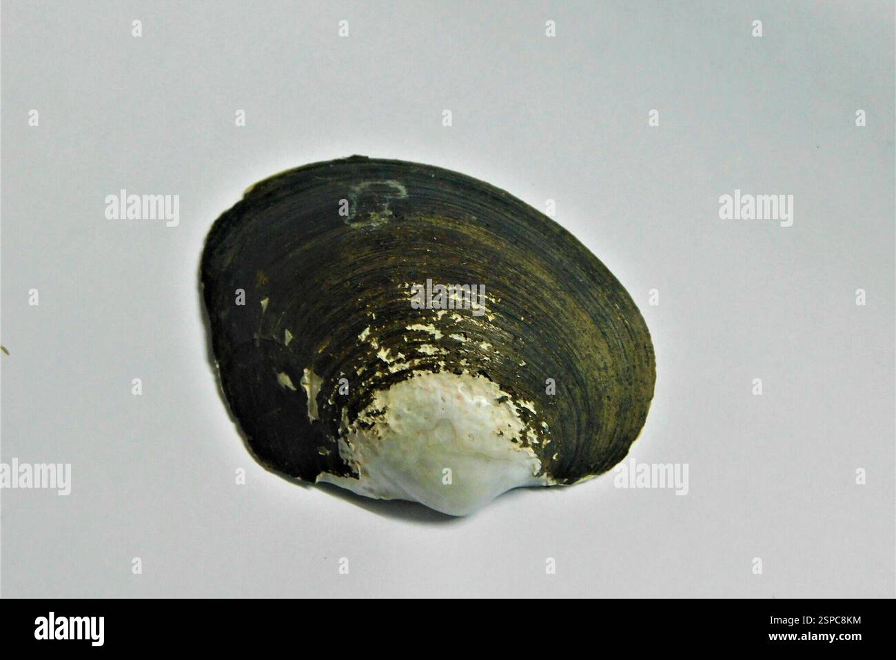 (Anodontites), Mollusca, 55100 Bella Unión, Departamento de Artigas ...