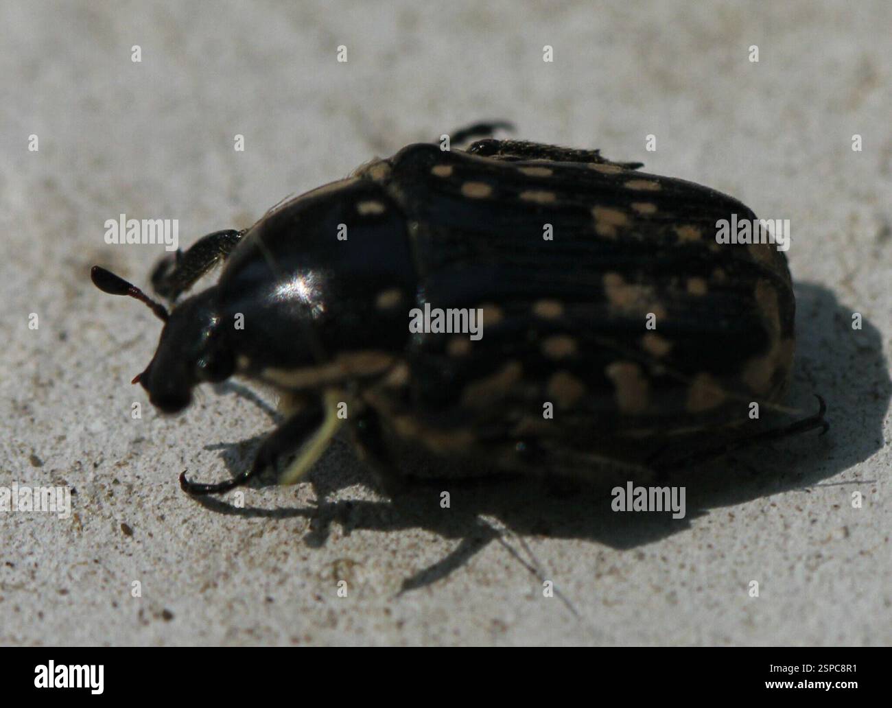 Middle Eastern Flower Scarab (Oxythyrea cinctella), Insecta, Ташкент,ул ...