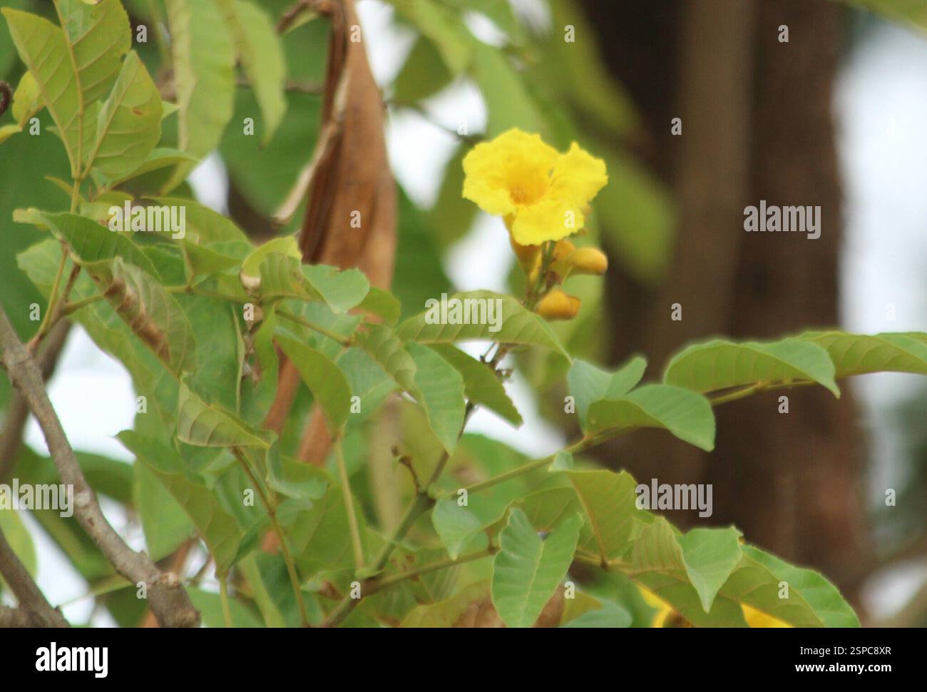 Siala (Markhamia lutea), Plantae, Kengeri Satellite Town, Bengaluru ...