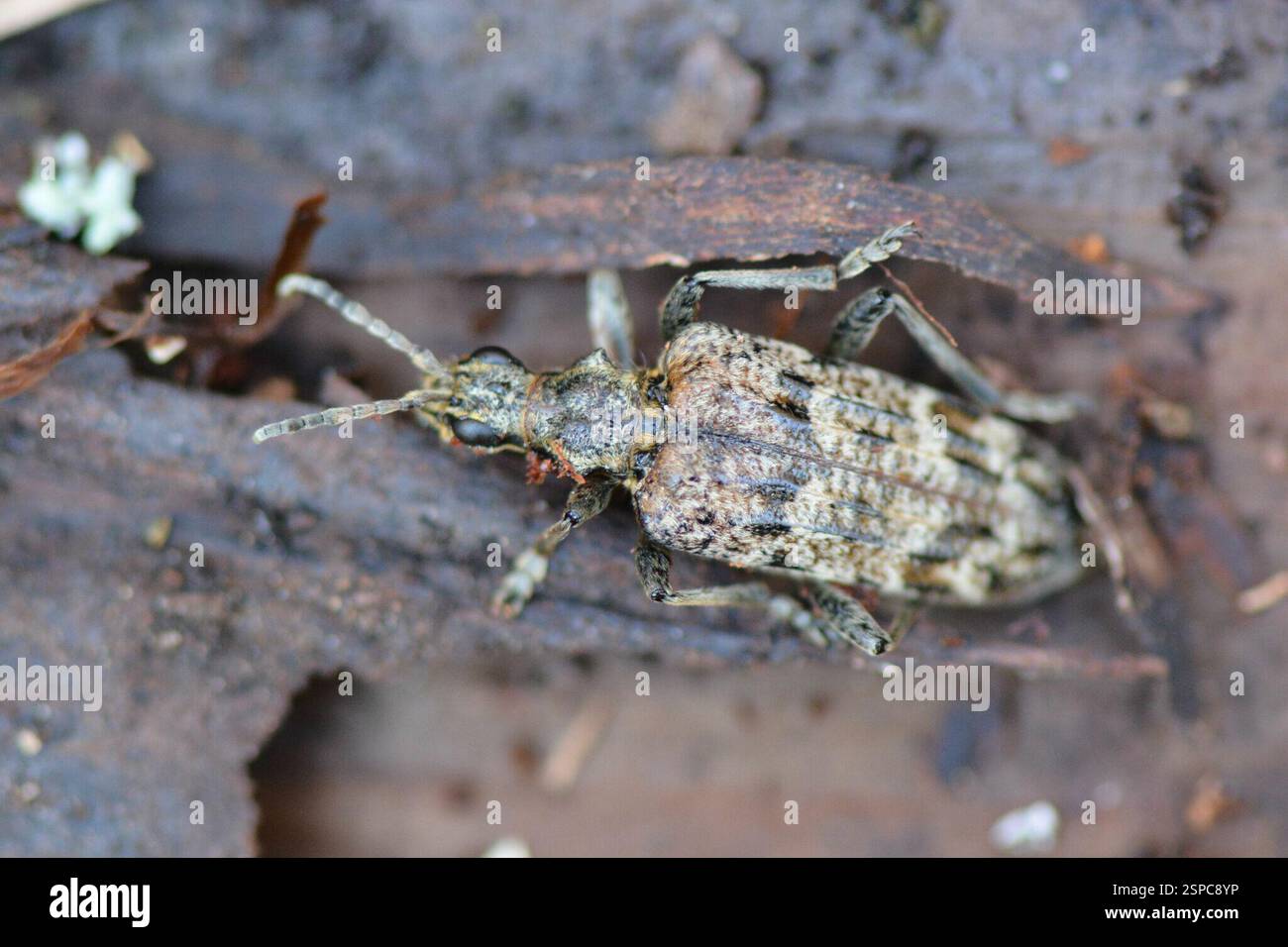 Ribbed Pine Borer (Rhagium inquisitor), Insecta, 5072 Oeschgen, Schweiz ...