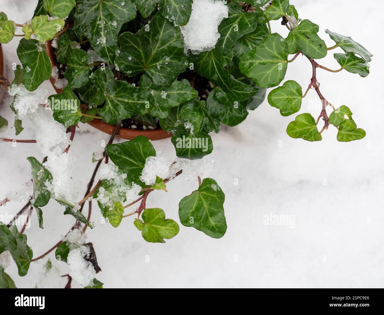 Up close shot hedera helix hi-res stock photography and images - Alamy