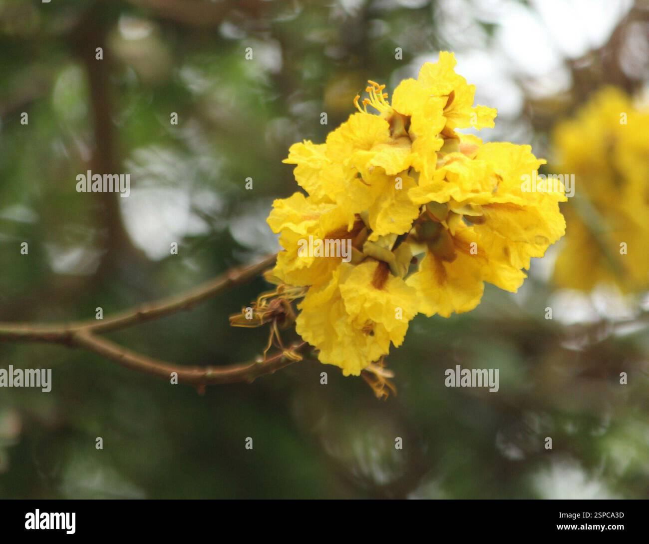 Yellow Flame Tree (Peltophorum pterocarpum), Plantae, Kengeri Satellite ...