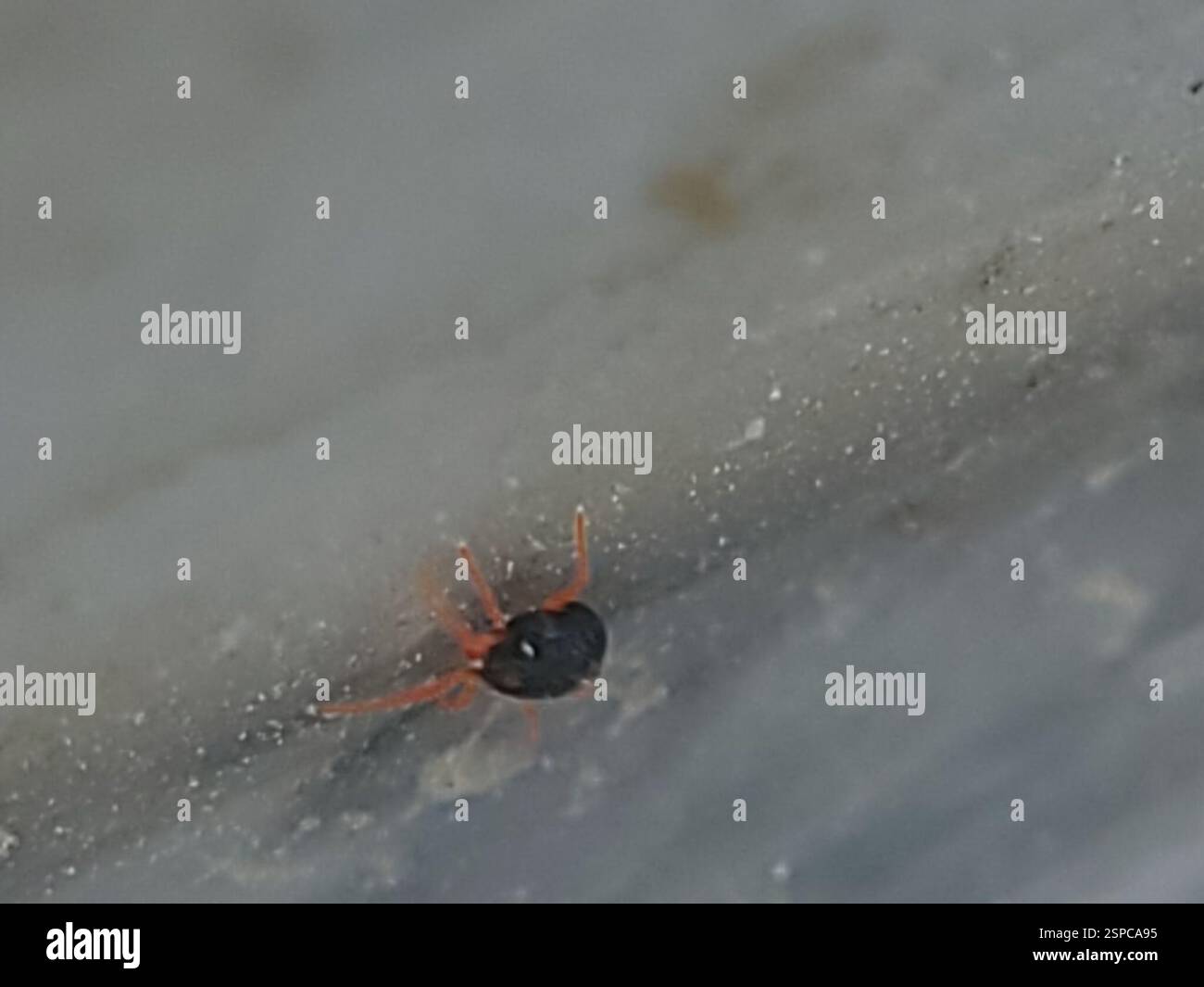 Blue Oat Mite (Penthaleus major), Arachnida, Cupertino, CA, USA Stock ...