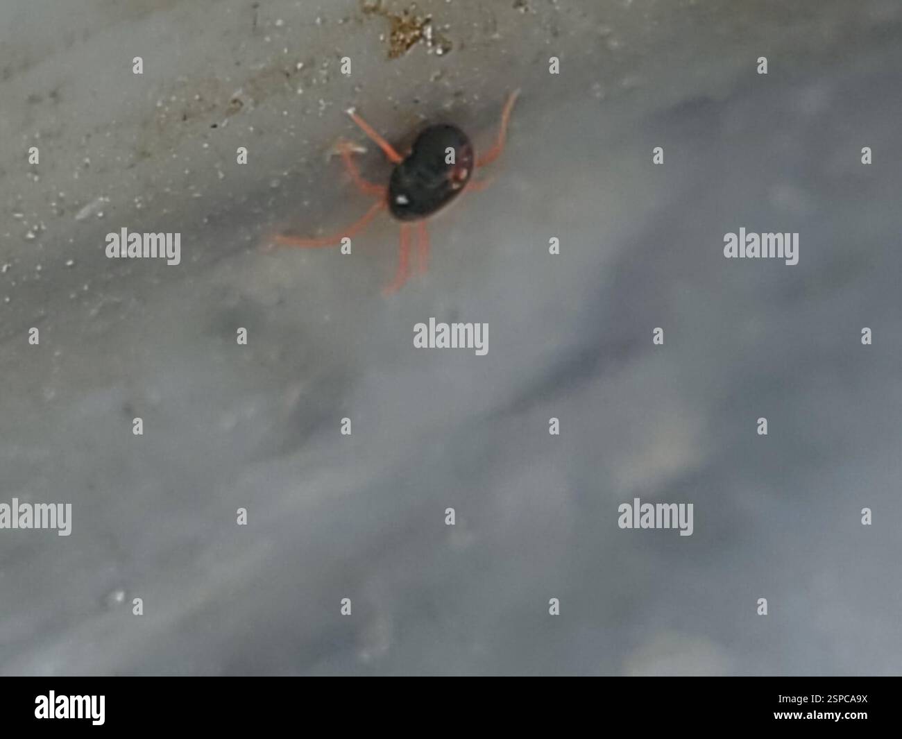 Blue Oat Mite (Penthaleus major), Arachnida, Cupertino, CA, USA Stock ...