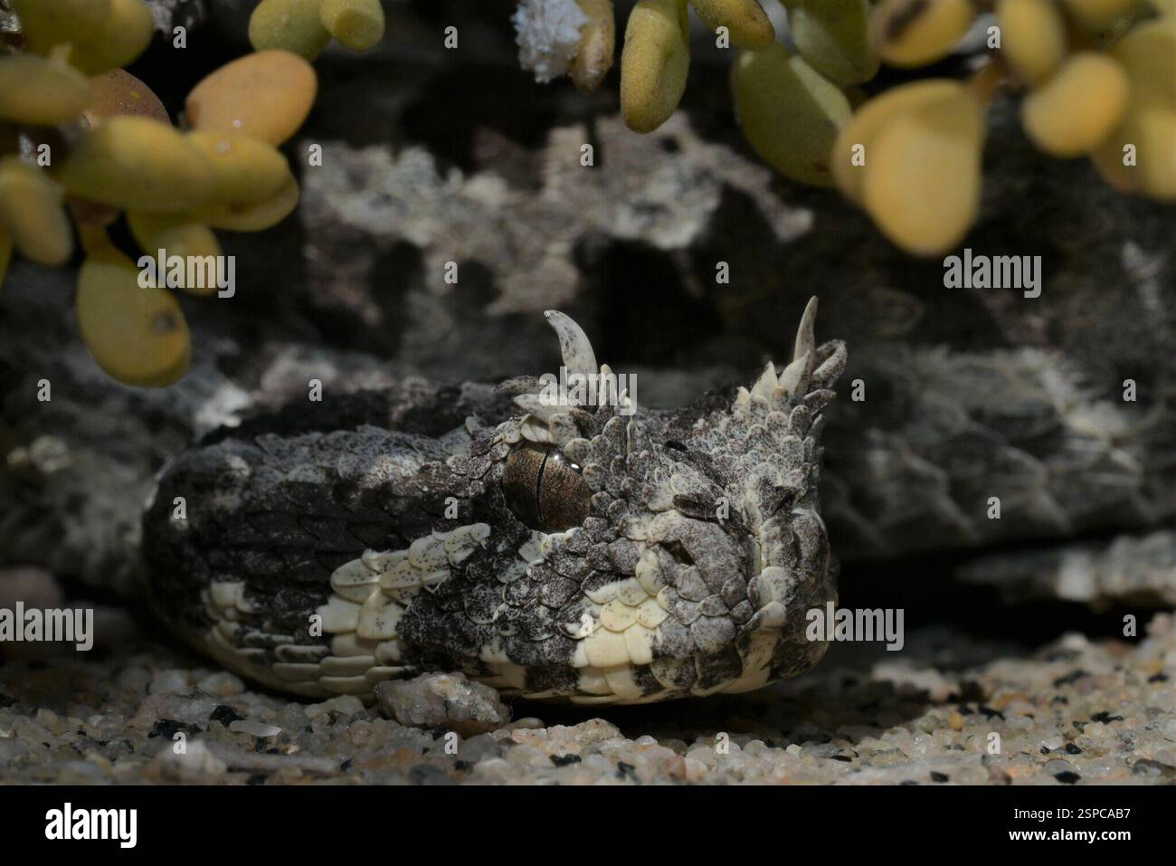 Many-horned Adder (Bitis cornuta), Reptilia, On outskirts of Lüderitz ...