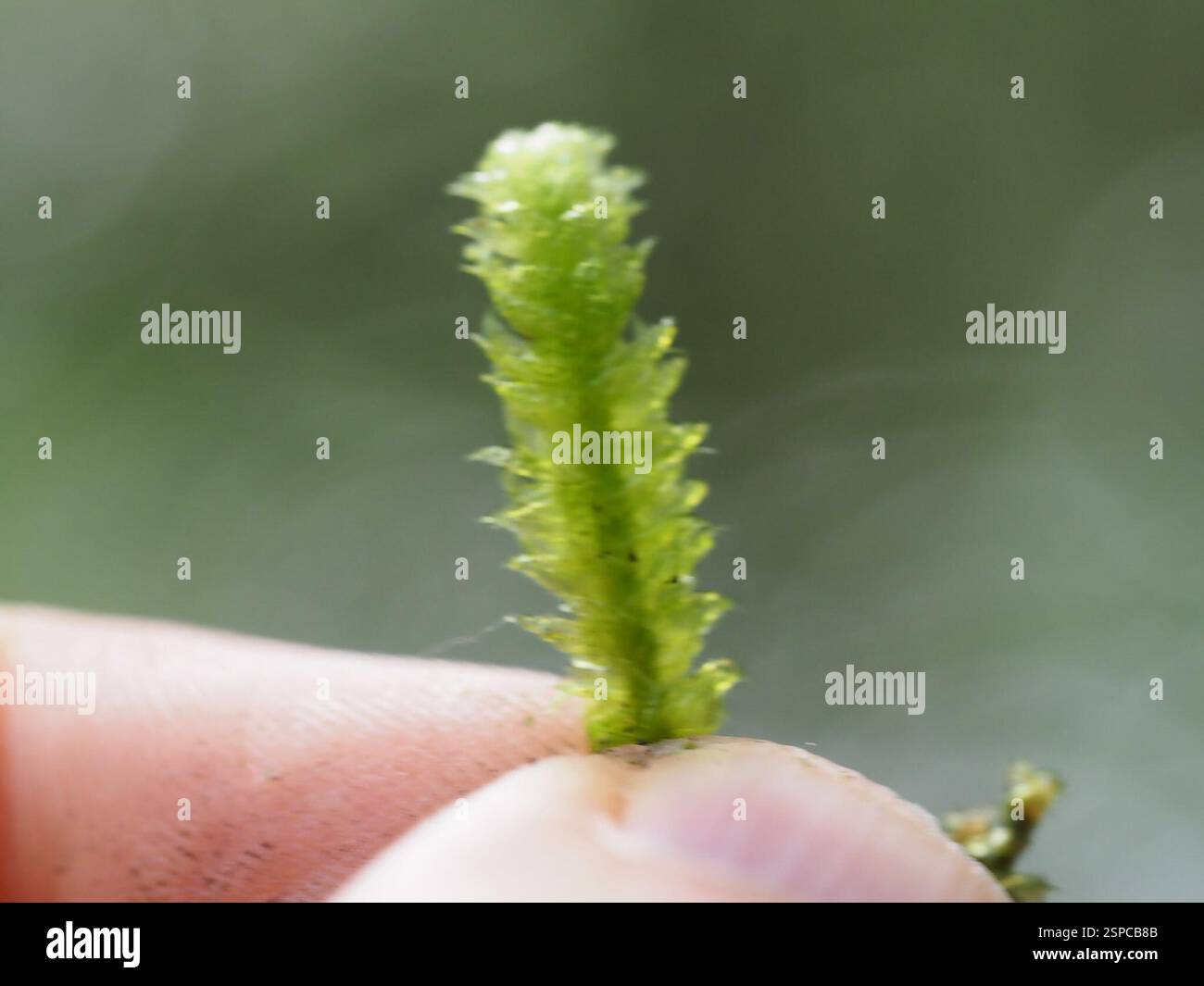 Pipecleaner Moss (Rhytidiopsis robusta), Plantae, Comox Valley, BC ...