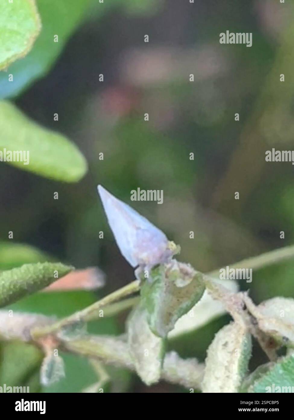 Grey planthopper (Anzora unicolor), Insecta, Melbourne VIC, Australia ...