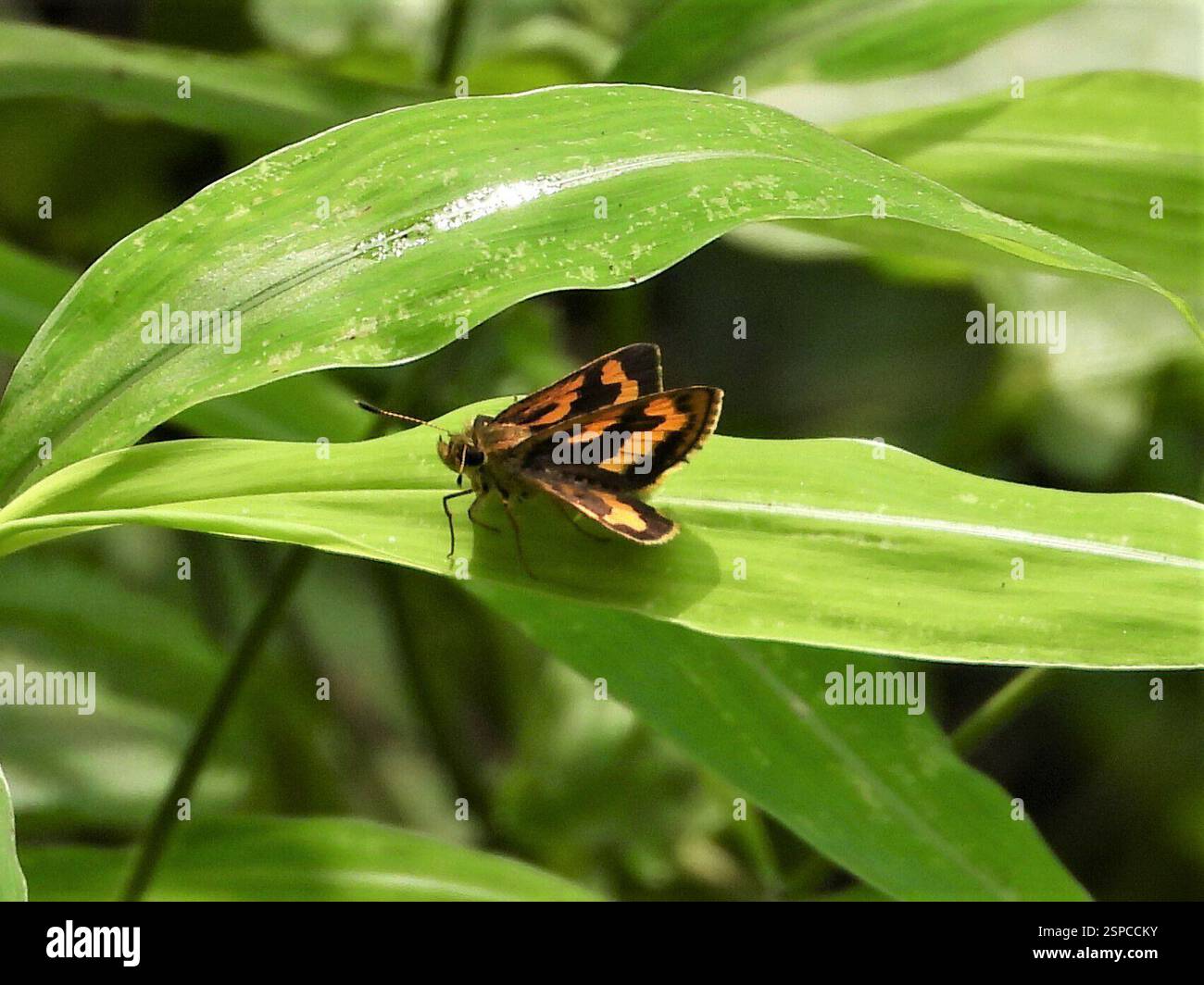 Chinese Dart (Potanthus confucius), Insecta, Ma Liu Shui, Hong Kong ...