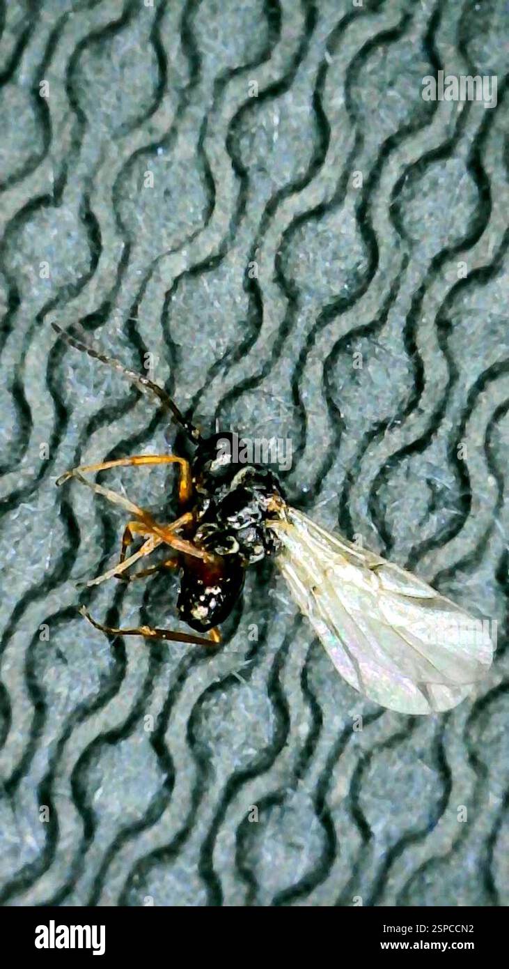 Gall Wasps and Allies (Cynipoidea), Insecta, Temperance River State ...