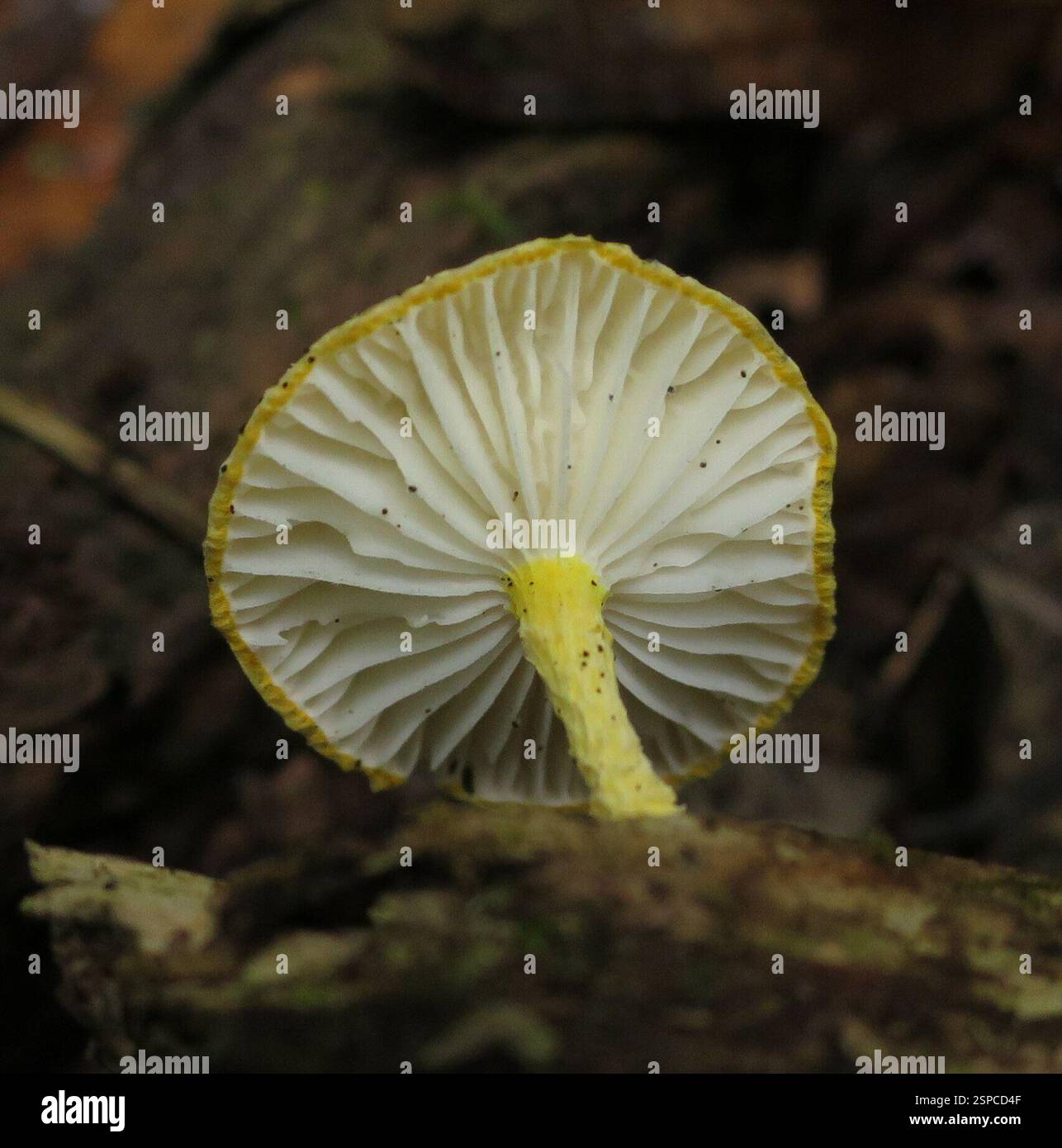 Golden-scruffy Collybia (Cyptotrama asprata), Fungi, Richmond Downs ...