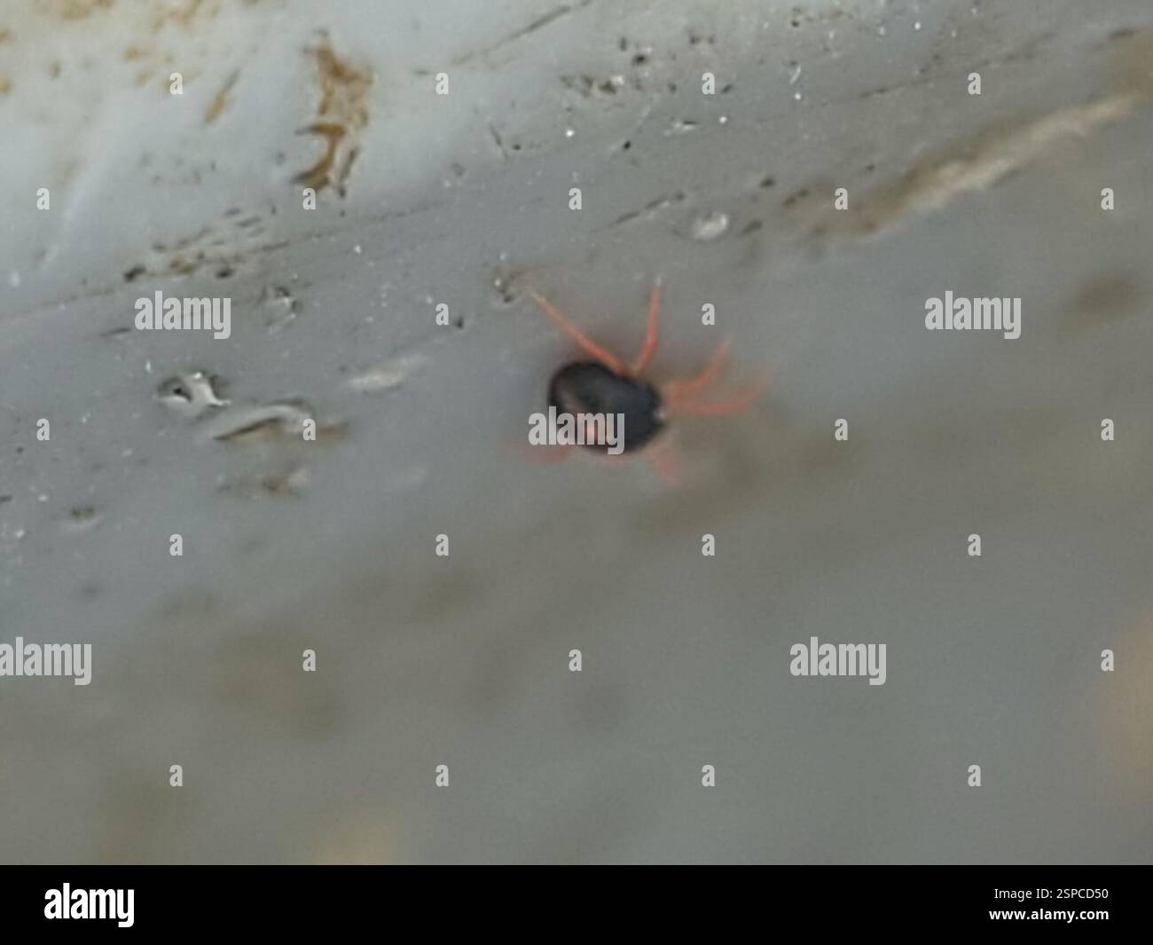 Blue Oat Mite (Penthaleus major), Arachnida, Cupertino, CA, USA Stock ...