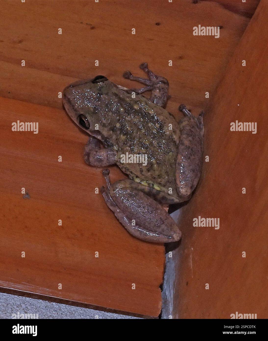 Fuscous-blotched Snouted Tree Frog (Scinax fuscovarius), Amphibia ...