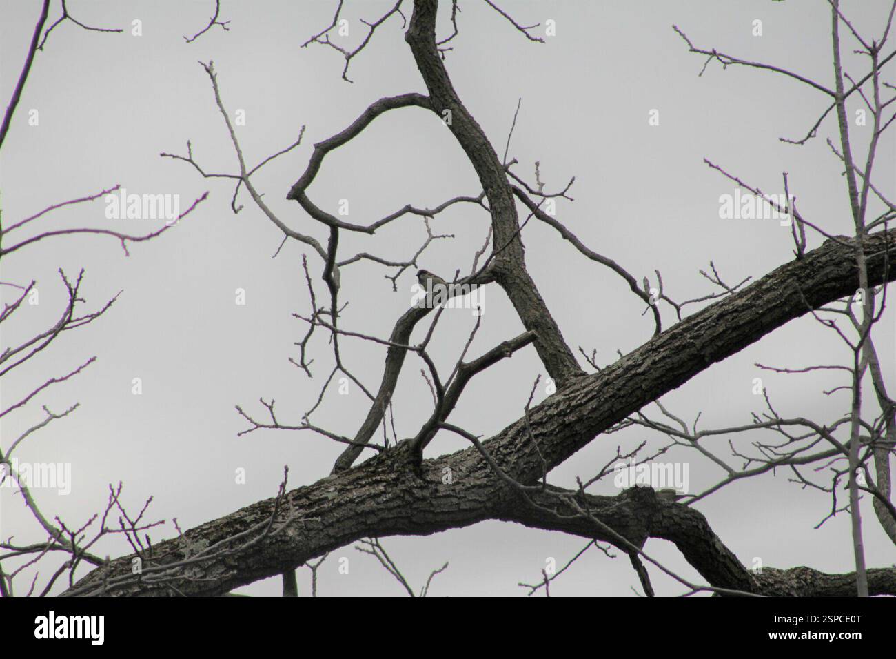 House Sparrow (Passer domesticus), Aves, Ohio, US, in black walnut ...