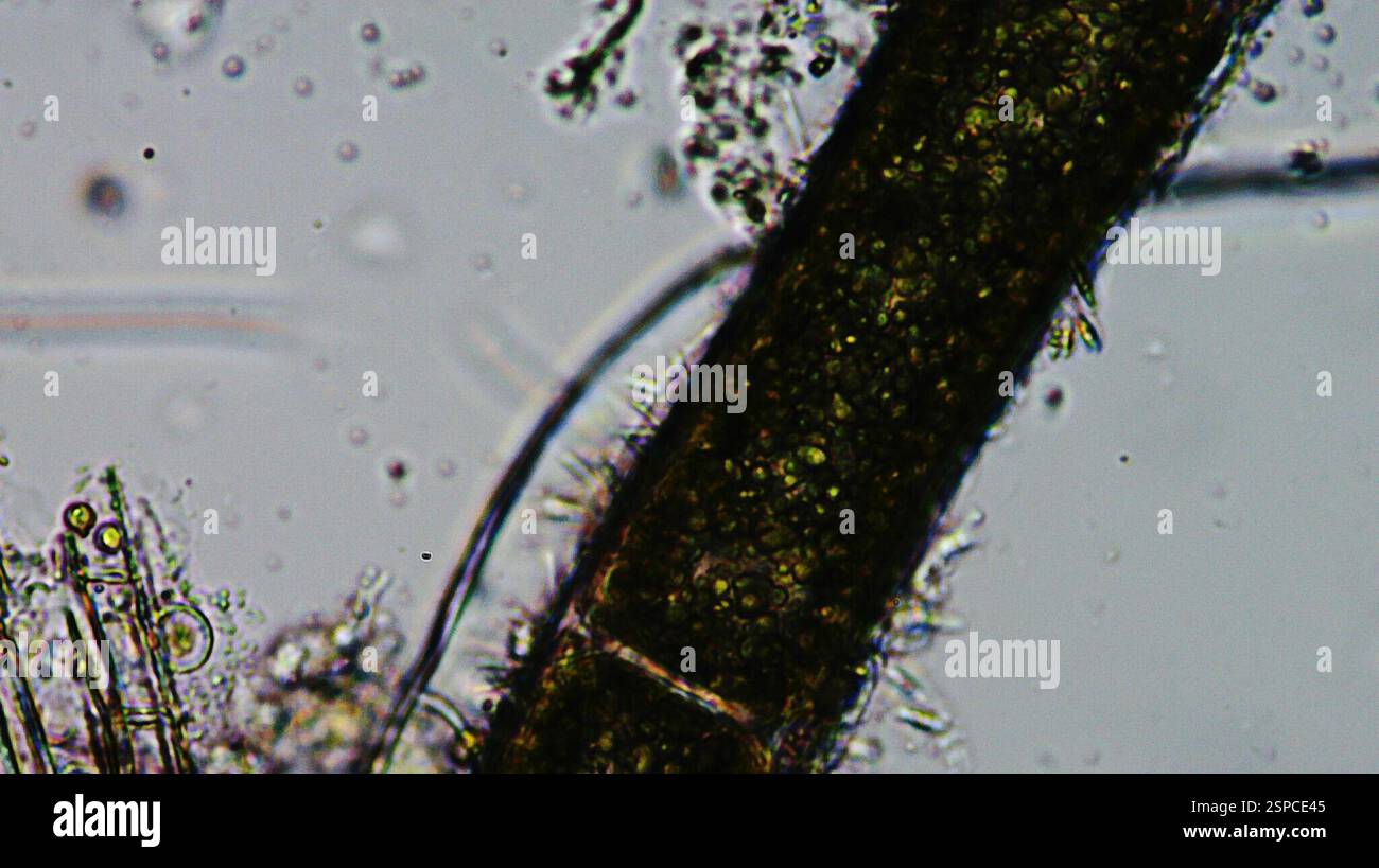 green algae (Chlorophyta), Plantae, South Kingstown, RI, USA ...