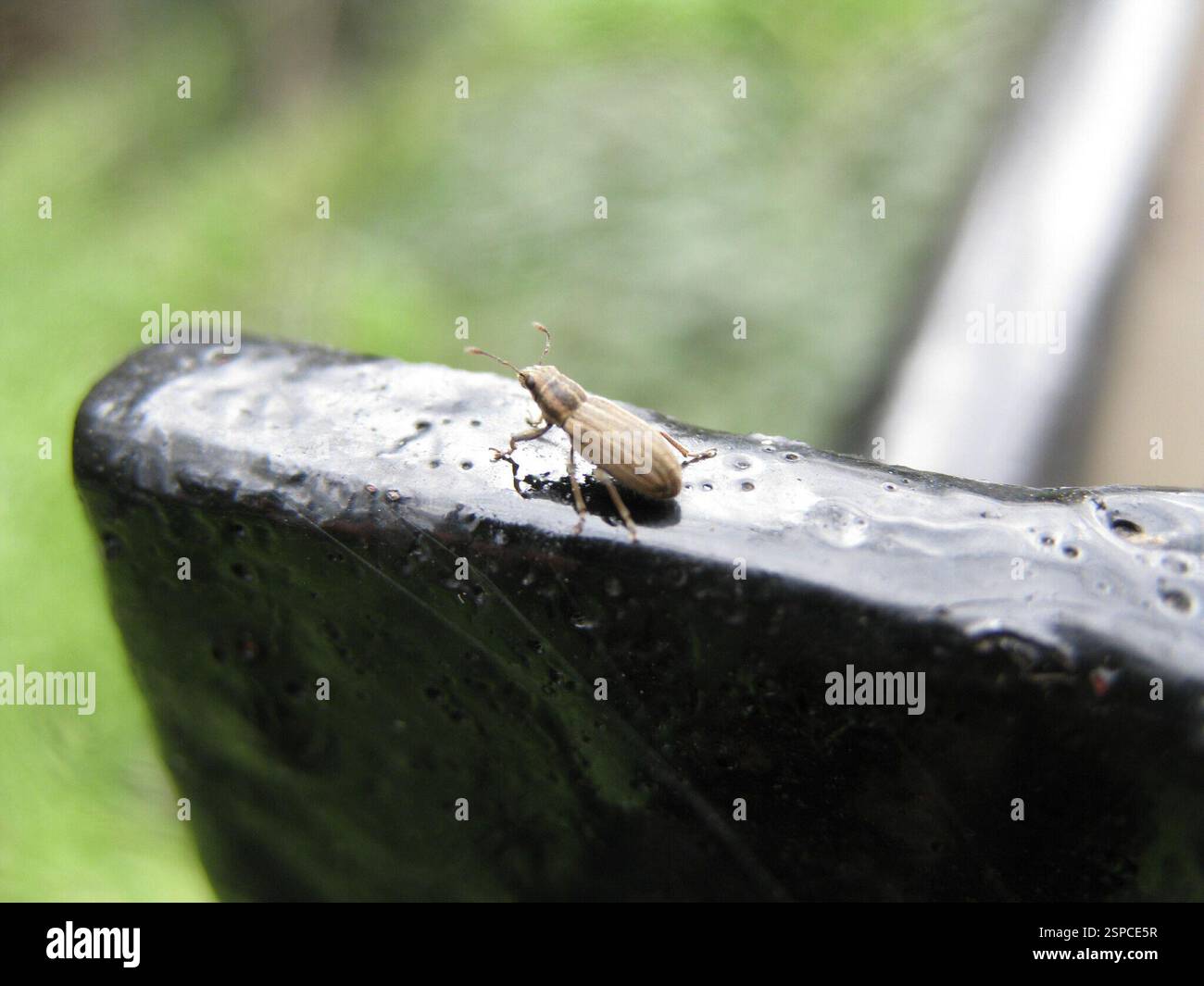 Pea Weevil (Sitona lineatus), Insecta, Edinburgh, UK Stock Photo - Alamy