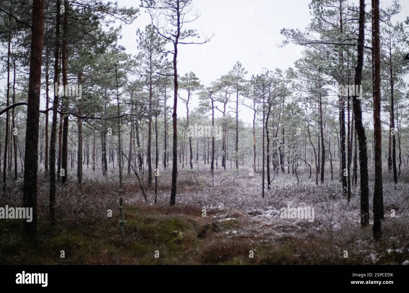Bog pine trees in hi-res stock photography and images - Alamy
