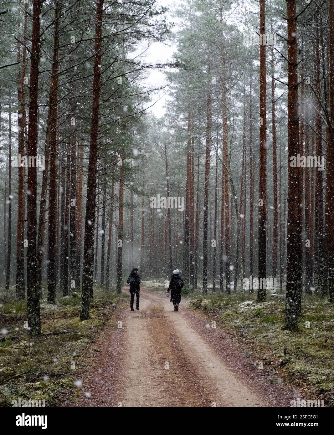 Two persons in snowfall in green pine forest with a curved road ...