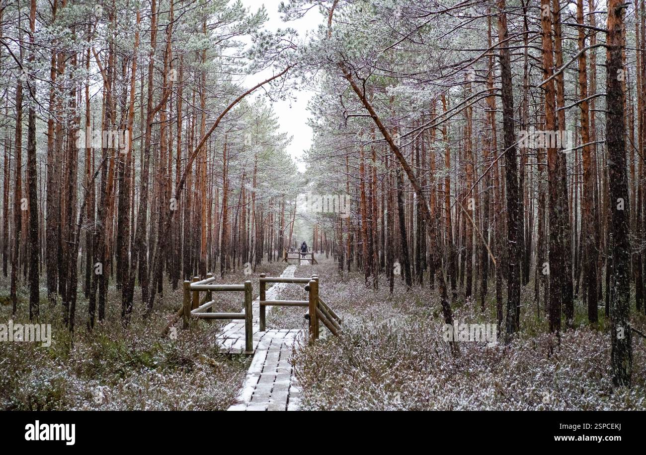 Wooden footbridge path track through swamp marsh bog forest woods ...