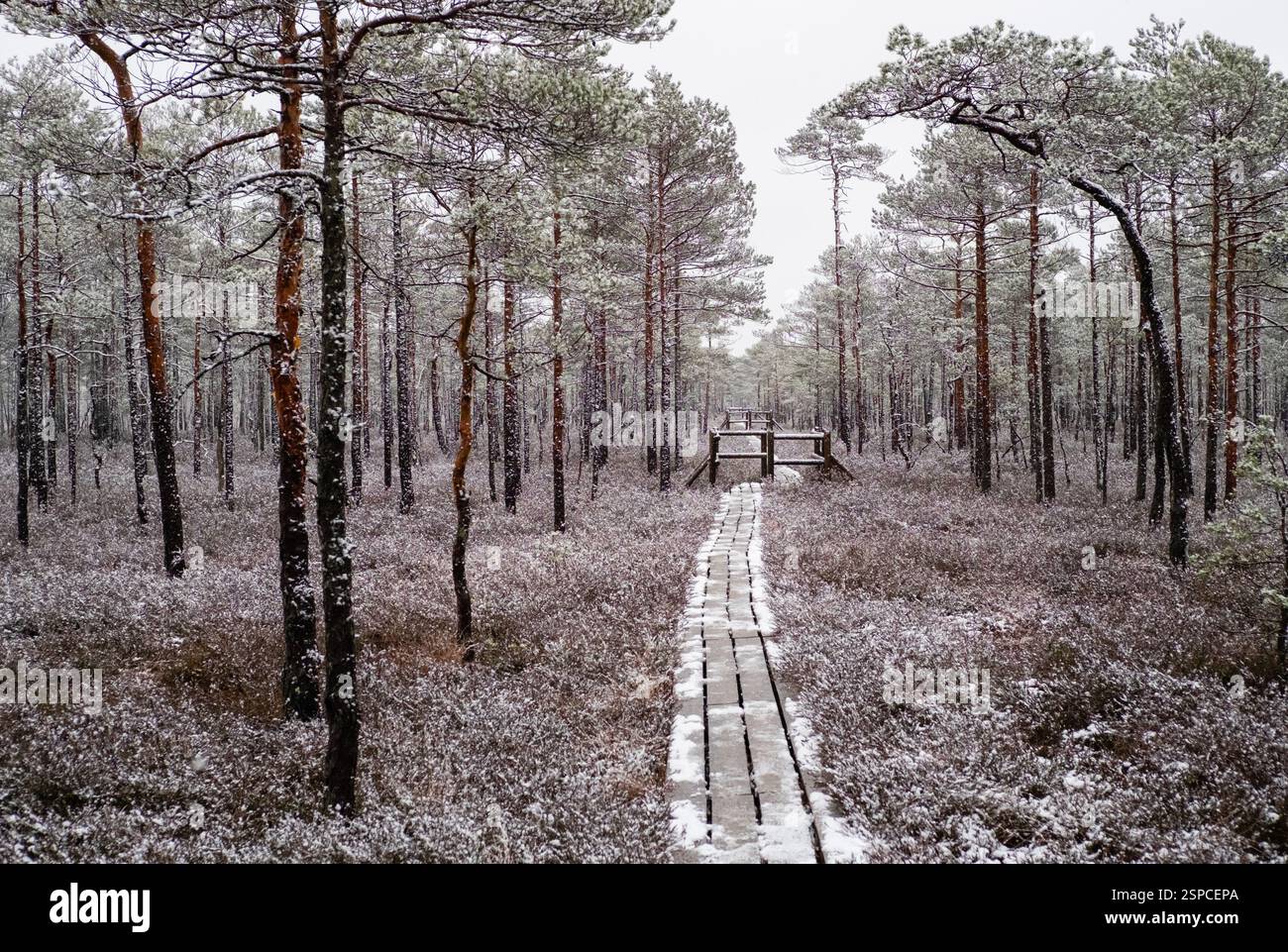 Wooden footbridge path track through swamp marsh bog woods beautiful ...