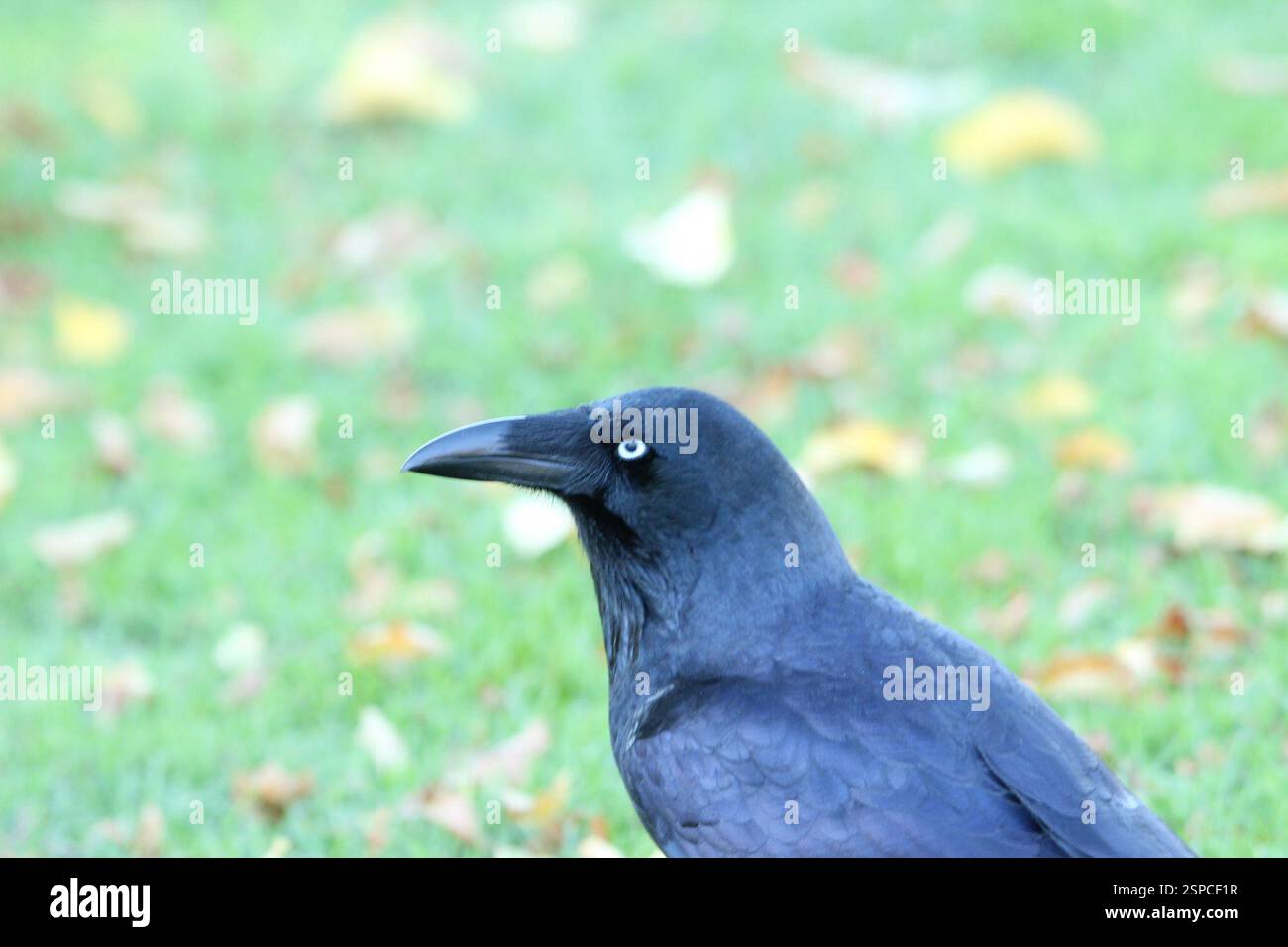 Forest Raven (Corvus tasmanicus), Aves, Royal Tasmanian Botanical ...