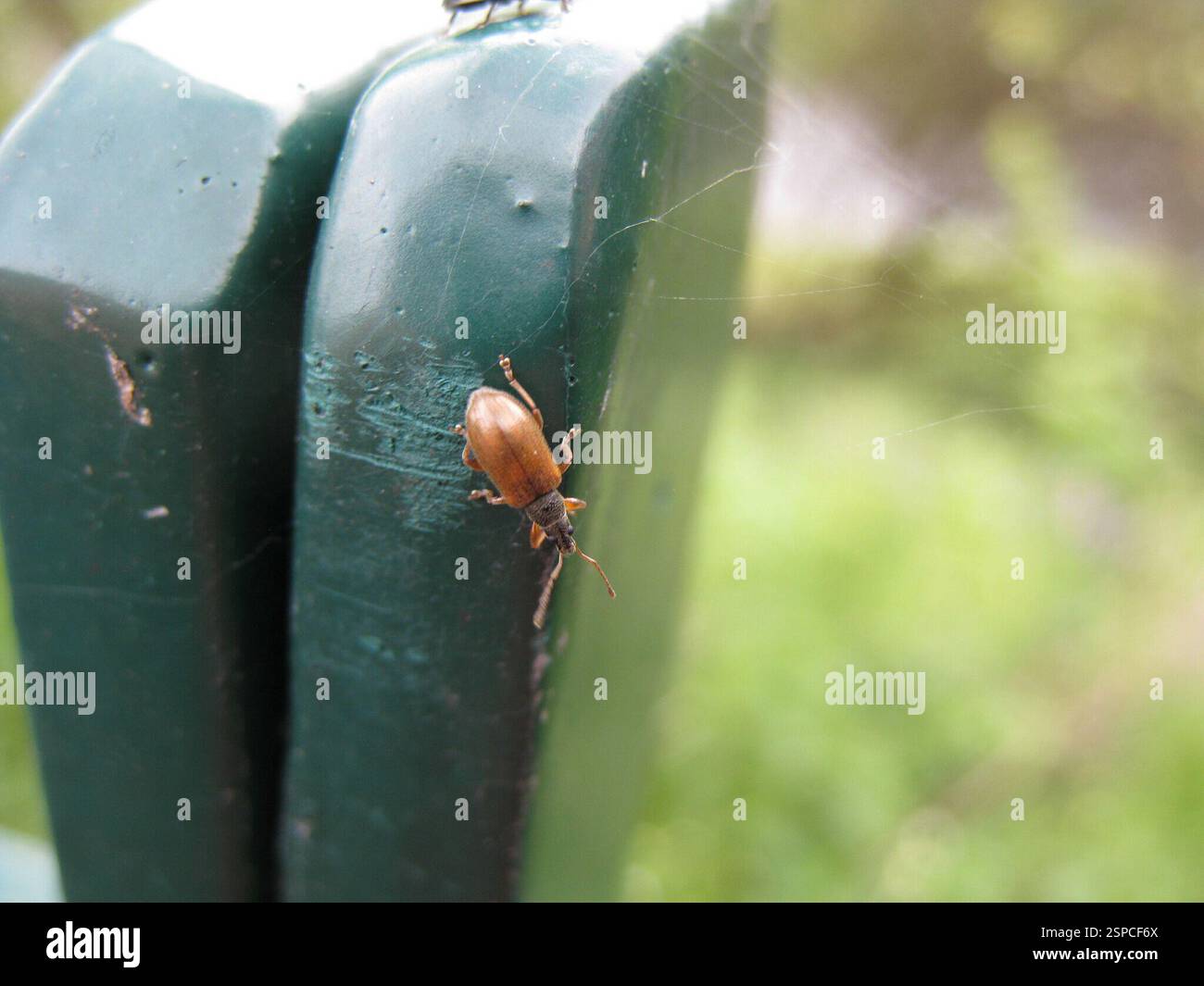 Brown Leaf Weevil (Phyllobius oblongus), Insecta, Edinburgh, UK Stock ...