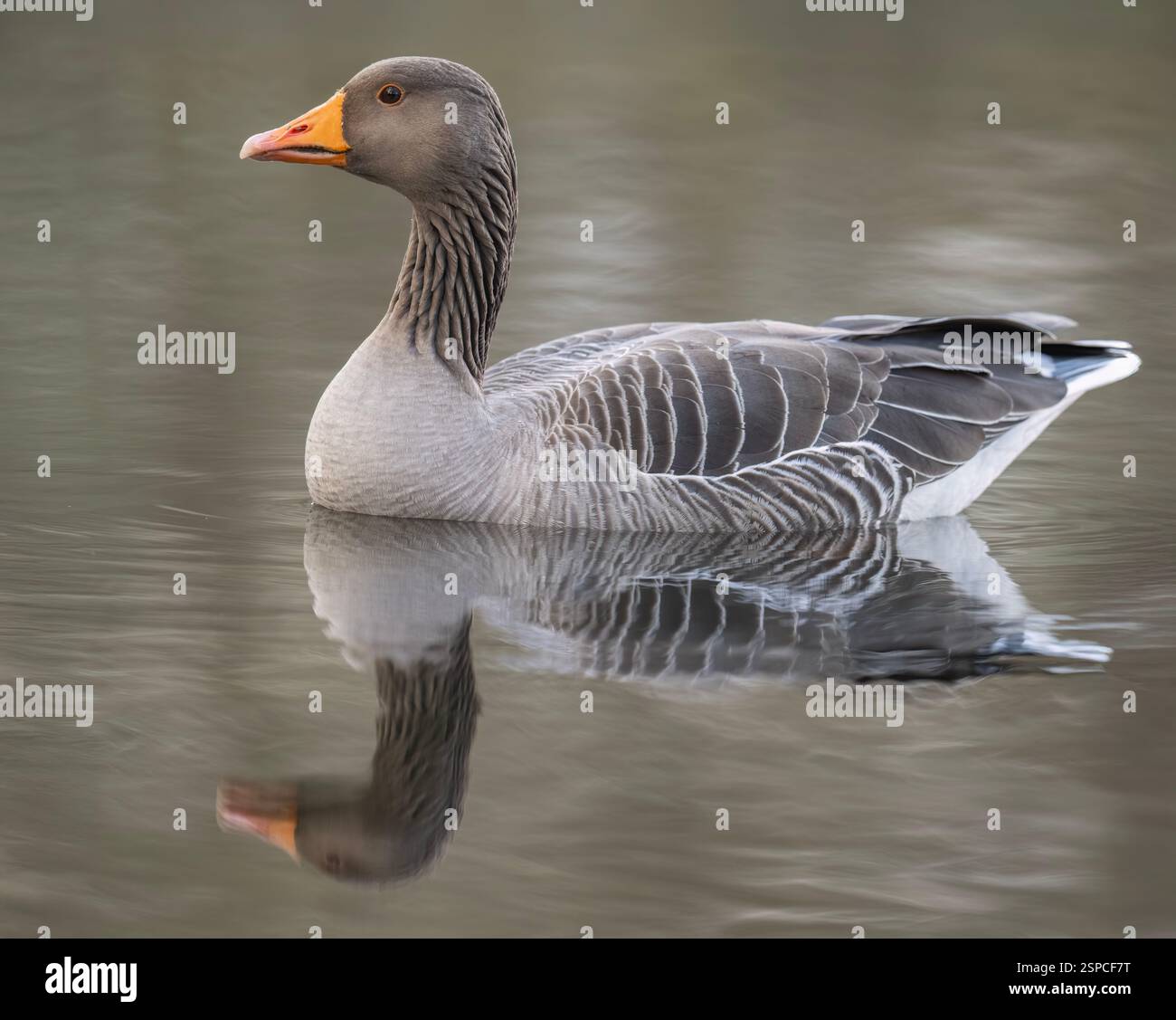 Greylag goose anser stands hi-res stock photography and images - Alamy