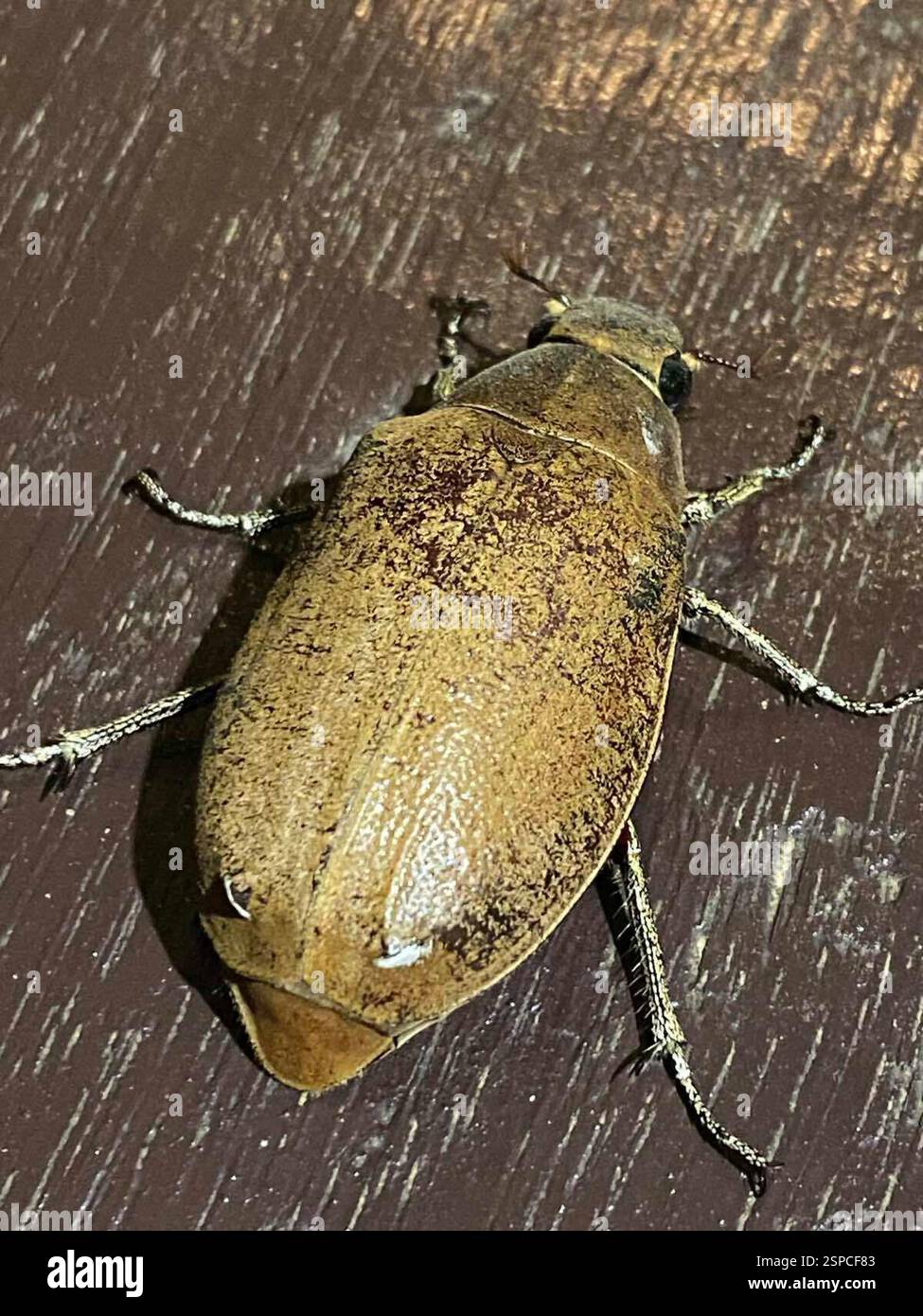 Sugarcane White Grub (Lepidiota stigma), Insecta, Краби, Таиланд Stock ...