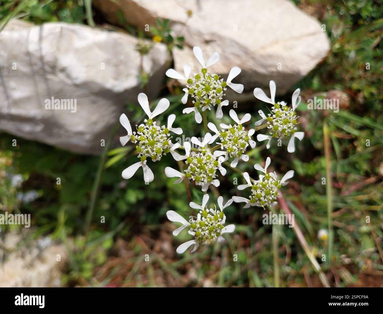 Mediterranean Hartwort (Tordylium apulum), Plantae, Anavryti Stock ...