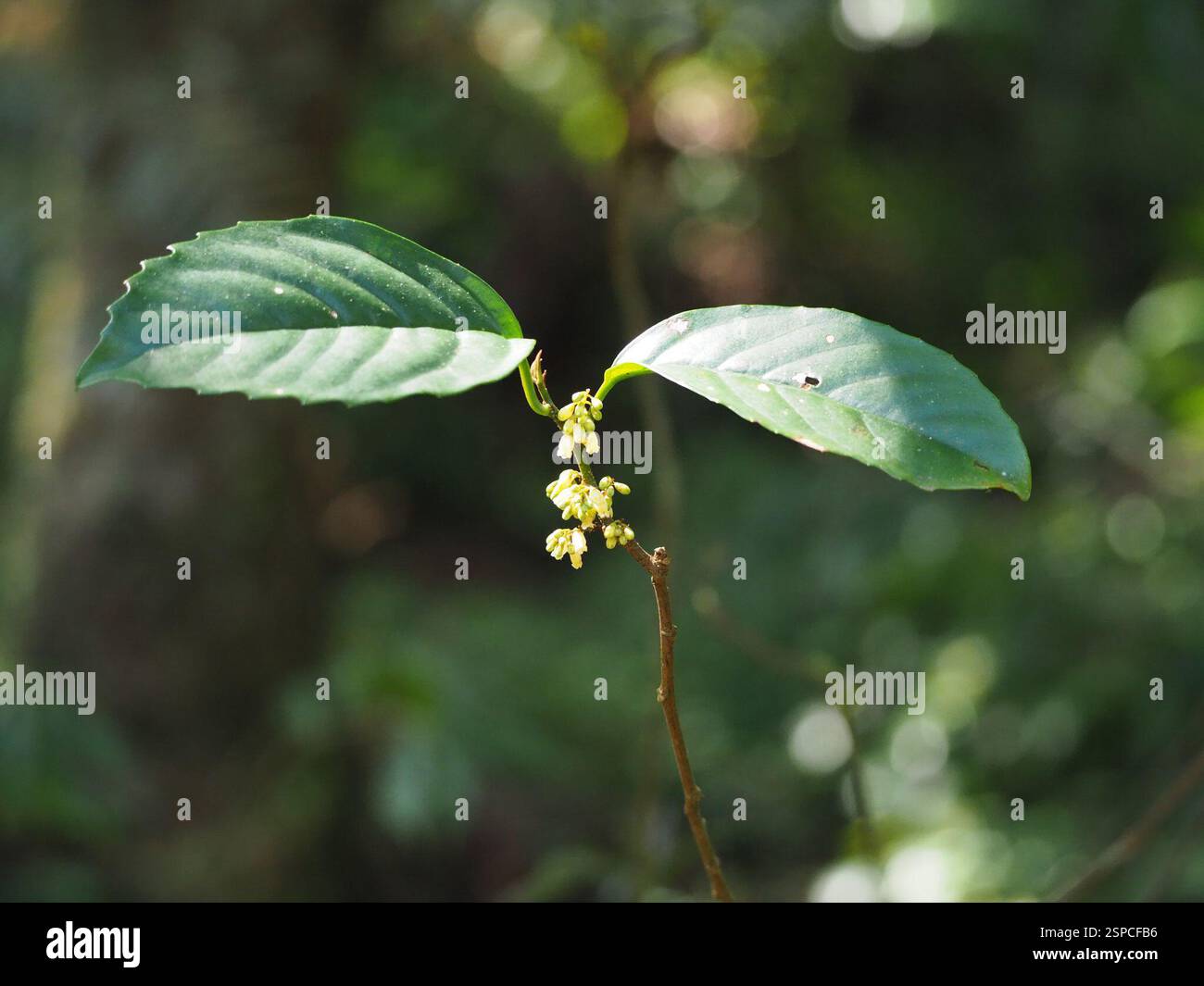 Japanese Maesa (Maesa japonica), Plantae, 台灣新北市 Stock Photo - Alamy