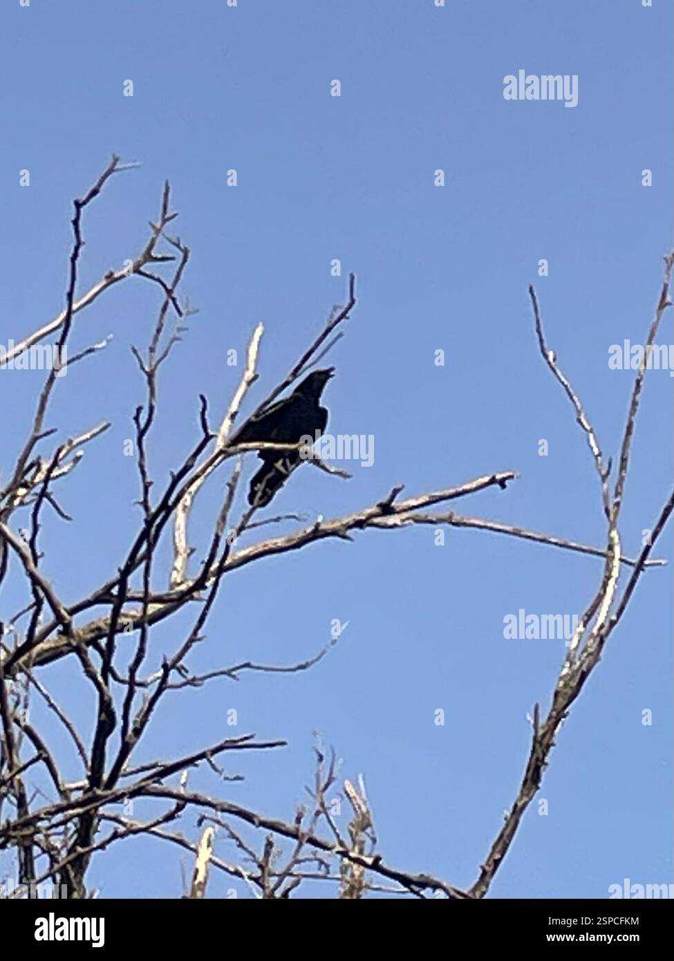 American Crow (Corvus brachyrhynchos), Aves, Texas, US Stock Photo - Alamy