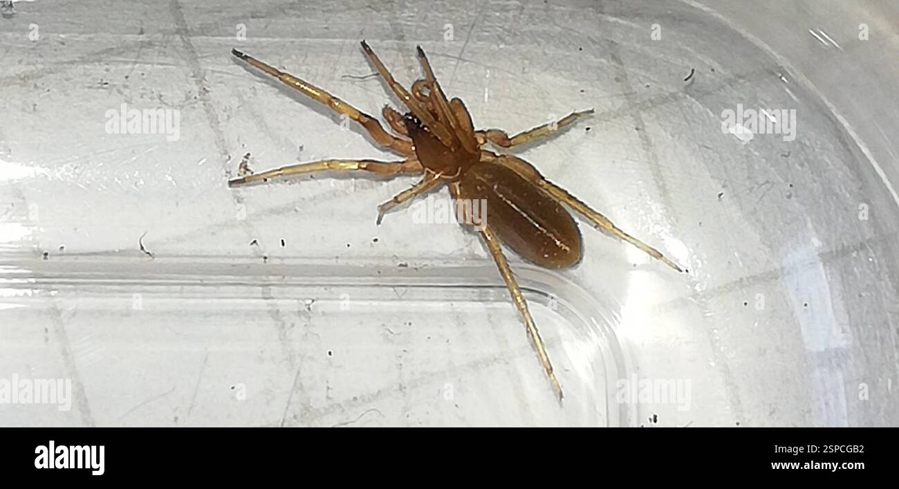 Woodlouse Hunter Spiders (Dysderidae), Arachnida, Ballenstedt, Germany ...