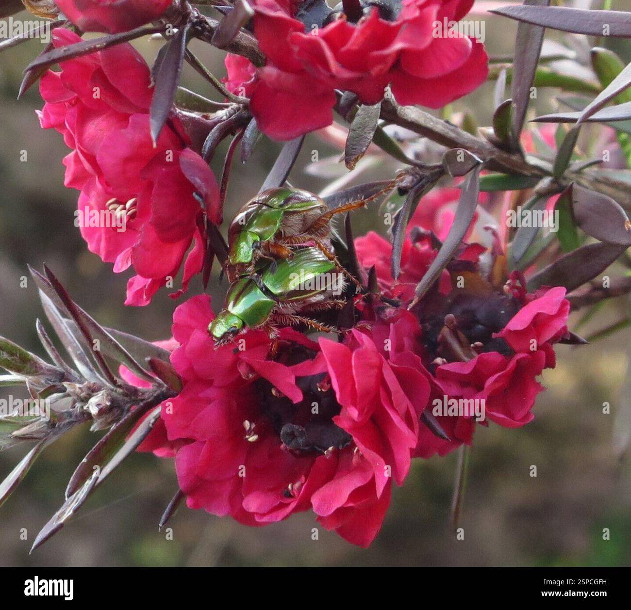 (Pyronota), Insecta, Hemo Road, Whakarewarewa, Rotorua 3010, New ...