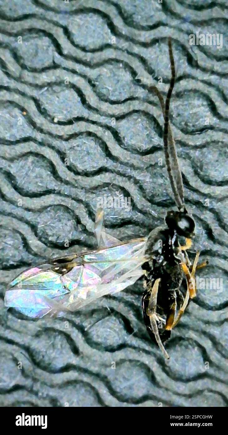 Braconid Wasps (Braconidae), Insecta, Lower Chester Park, Duluth, MN ...