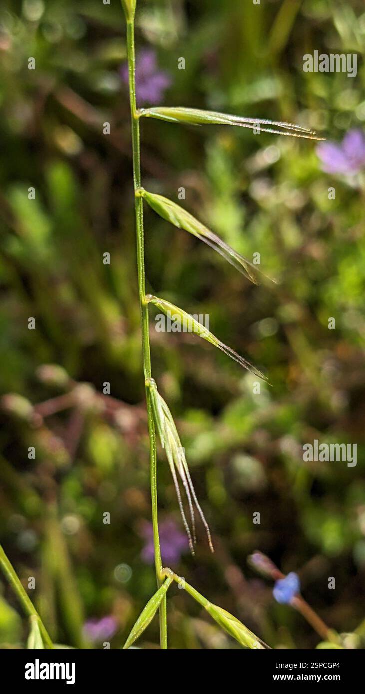 small fescue (Festuca microstachys), Plantae, Carrizo Plain National ...