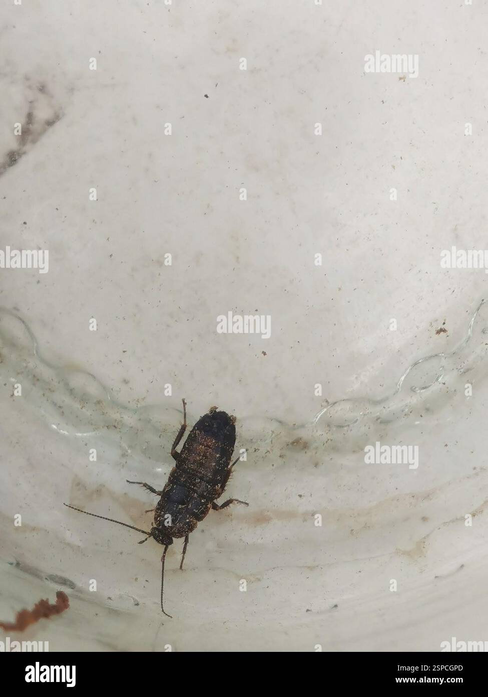 Old World Lobe-winged Cockroaches (Loboptera), Insecta, 34800 Clermont ...