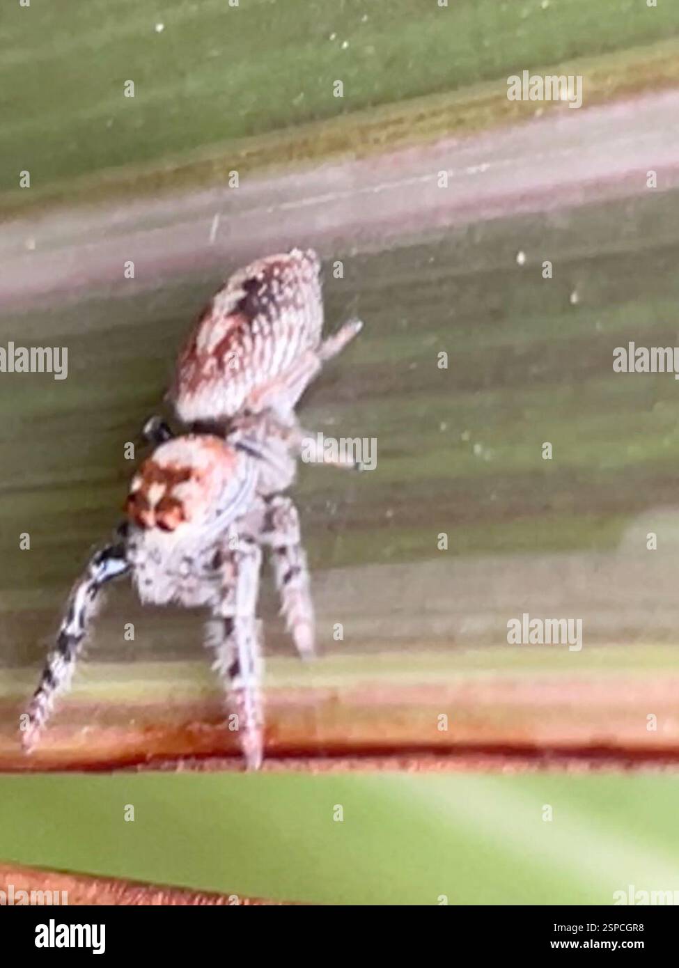 Garden Jumping Spiders (Opisthoncus), Arachnida, Melbourne VIC ...