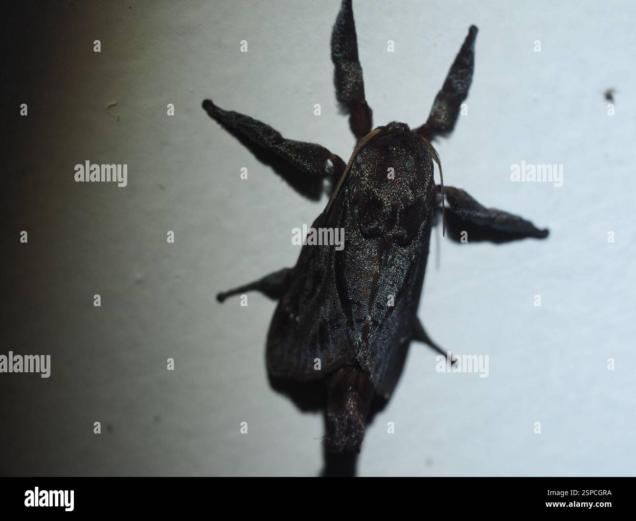 Saddleback Caterpillar Moths and Allies (Acharia), Insecta, Moederzorg ...