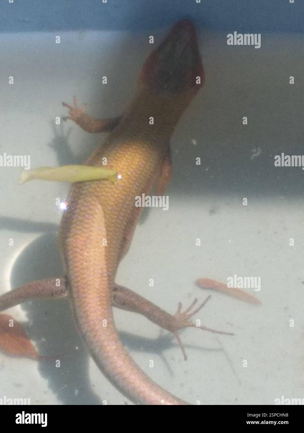 Broad-headed Skink (Plestiodon laticeps), Reptilia, Clinton, TN 37716 ...