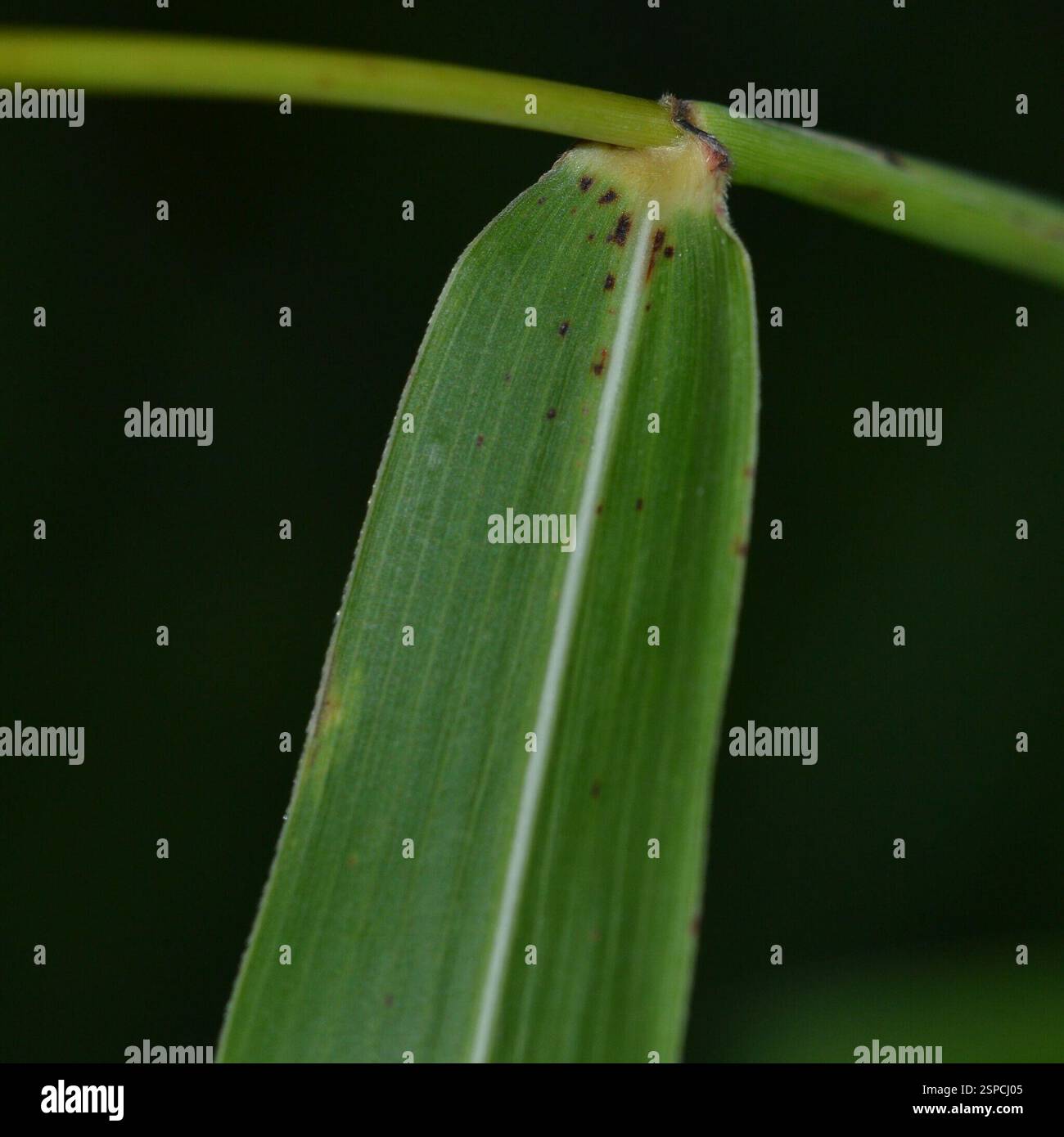 Sudan grass (Sorghum bicolor × drummondii), Plantae, Hilo, HI 96720 ...