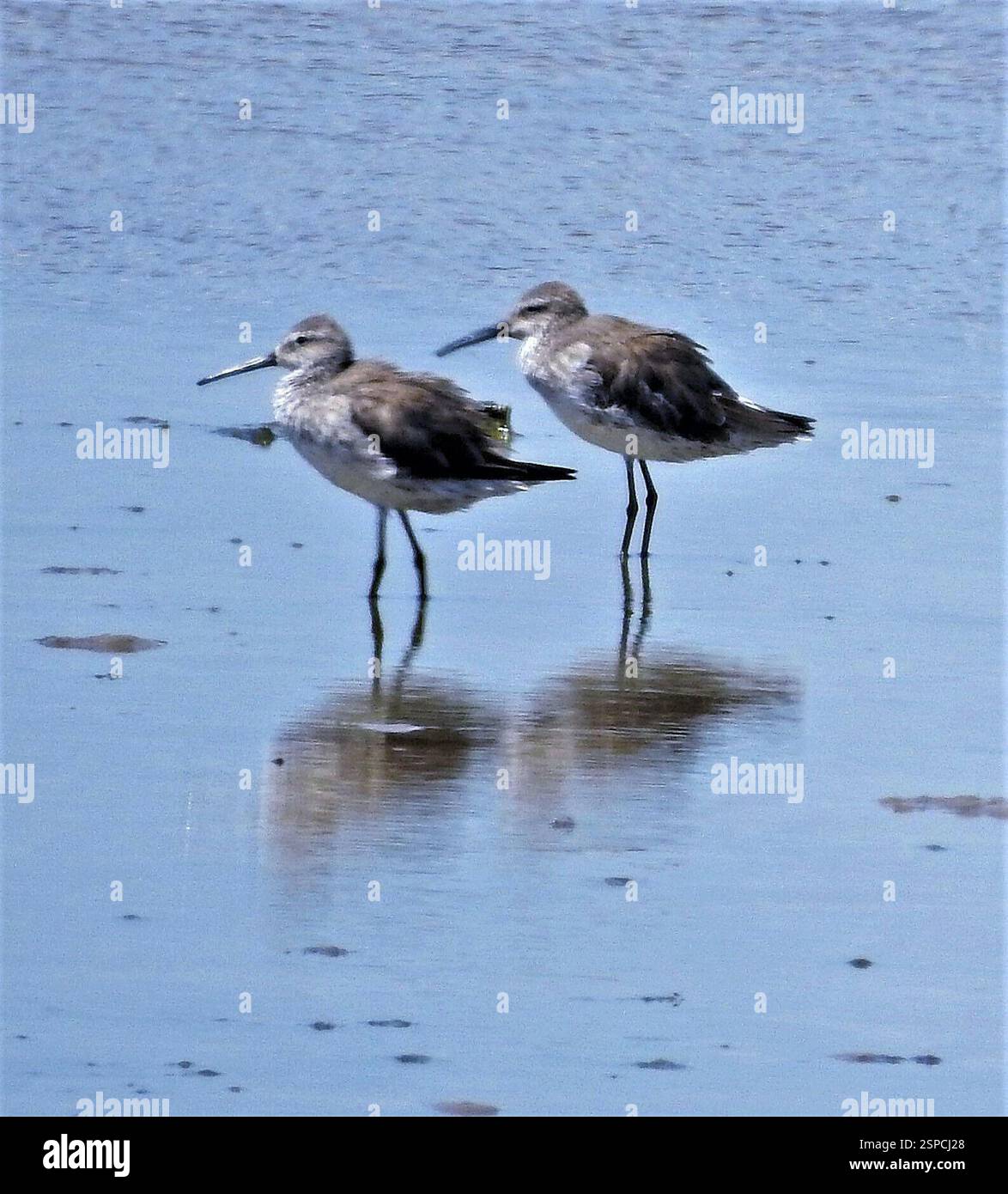 Stilt Sandpiper (Calidris himantopus), Aves, La Capital, Santa Fe ...