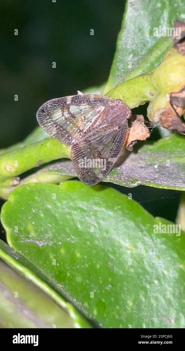 Passionvine hopper (Scolypopa australis), Insecta, Melbourne VIC ...