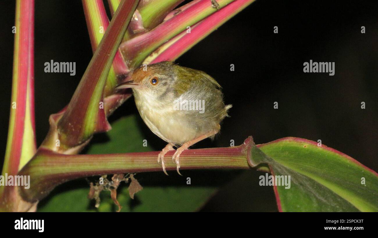 Common Tailorbird (Orthotomus sutorius), Aves, Краби, Таиланд Stock ...